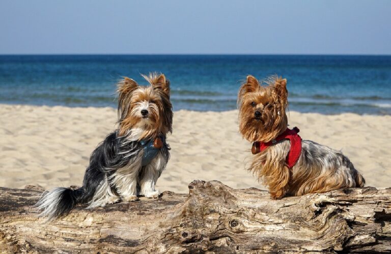 Top 15 Military Breeds Serving Nations: Unsung Canine Heroes