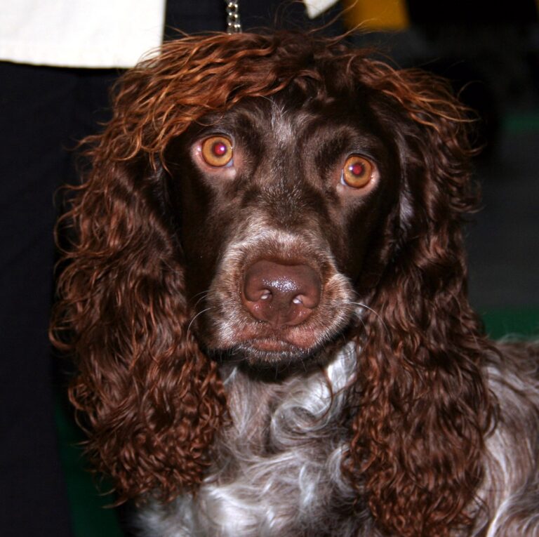 Top 15 Ugly Dogs: A Look At The Ugliest Dog Breeds