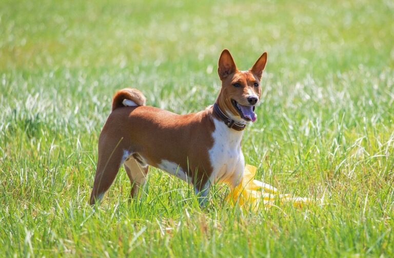 13 Adorable Dumbest Dog Breeds You'll Love: Beyond IQ Scale