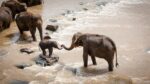 Surprising Facts About Elephants You Need To Know In 2024