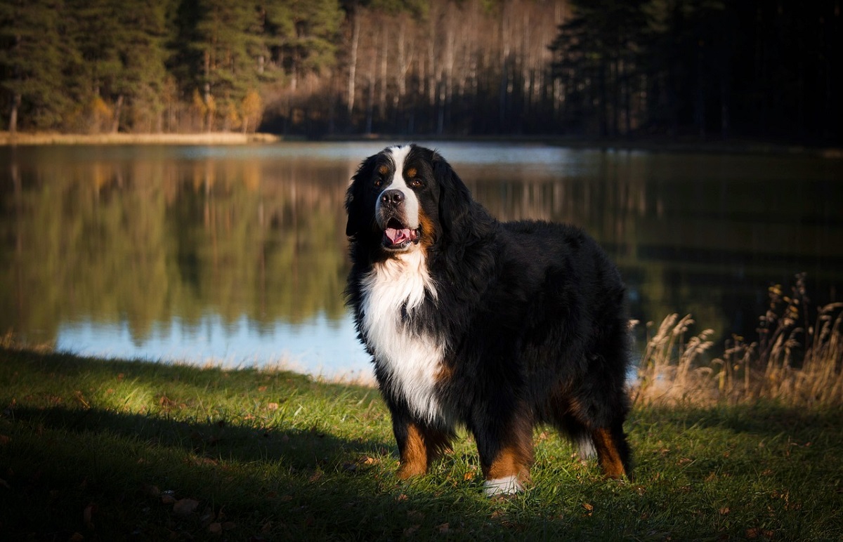 28 Black Dog Breeds That'll Steal Your Heart With Every Bark