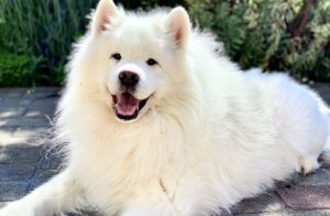 16 Big Fluffy Dog Breeds: You Can't Resist Cuddling These Fluffballs