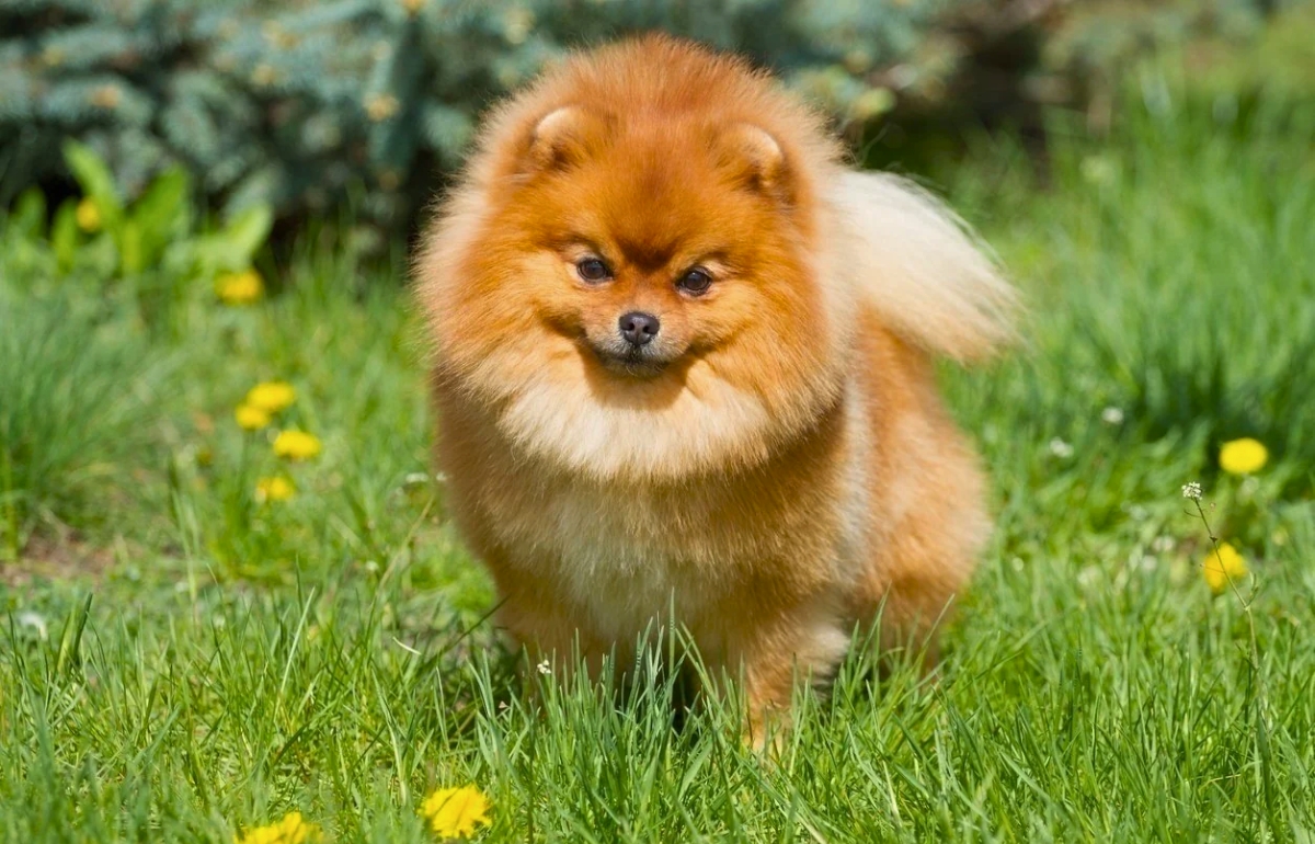 19 Ravishing Red Dog Breeds - That Stand Out In The Crowd!!