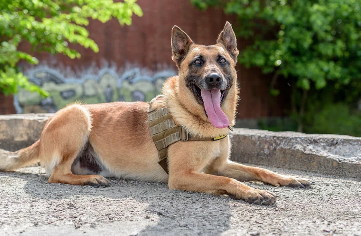 14 Best Service Dog Breeds Making Everyday Easier & Brighter