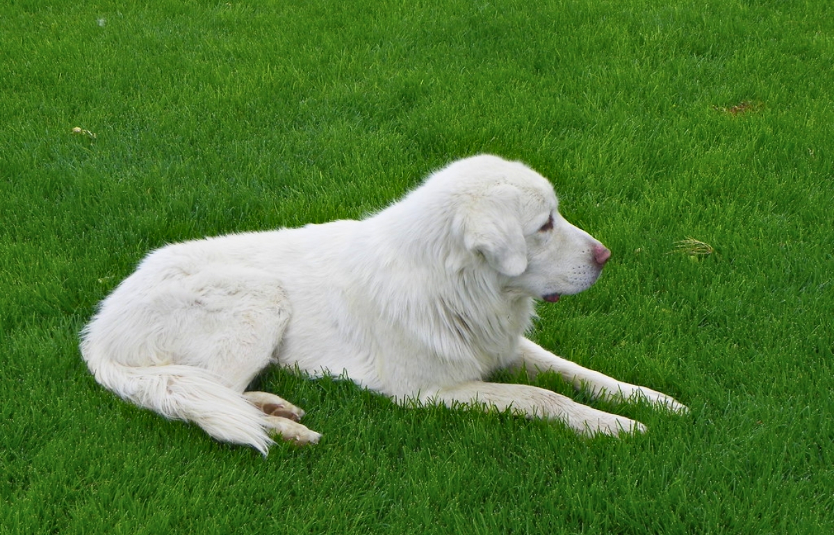 Top 19 Livestock Guardian Breeds - Nature's True Protectors!