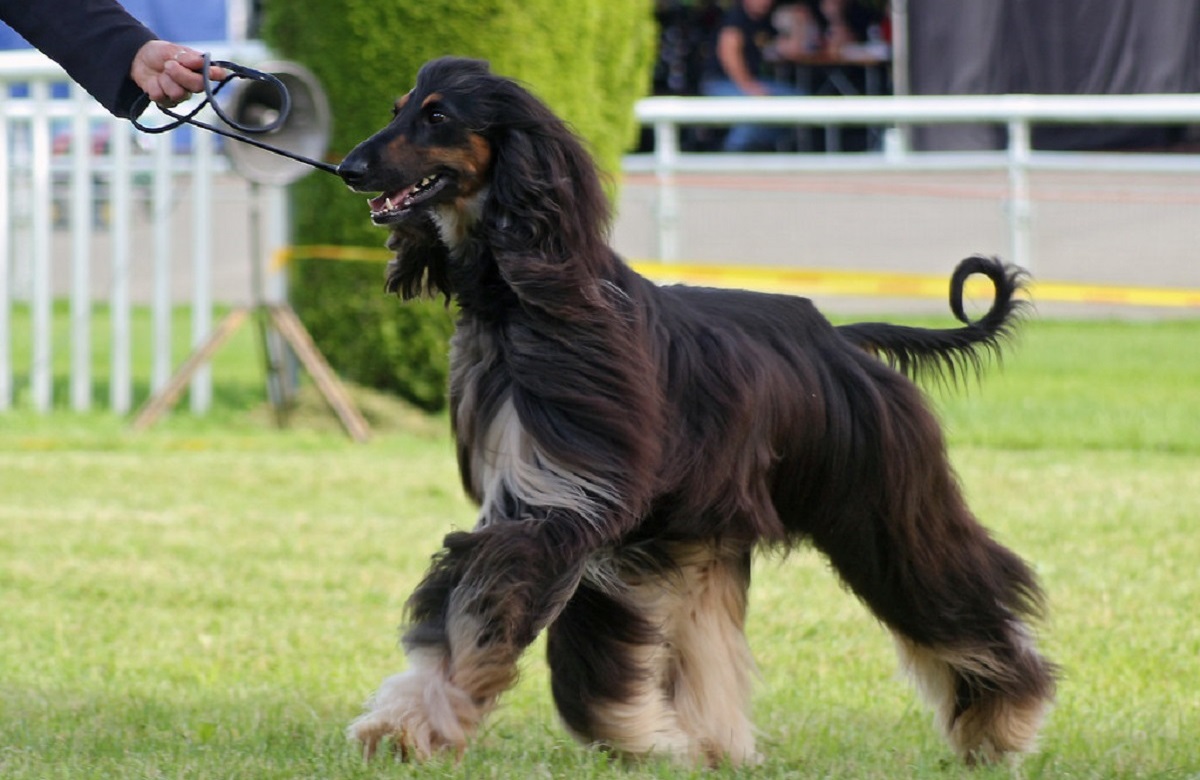 27 Hound Dog Breeds - Hunting Companions To Family Friends