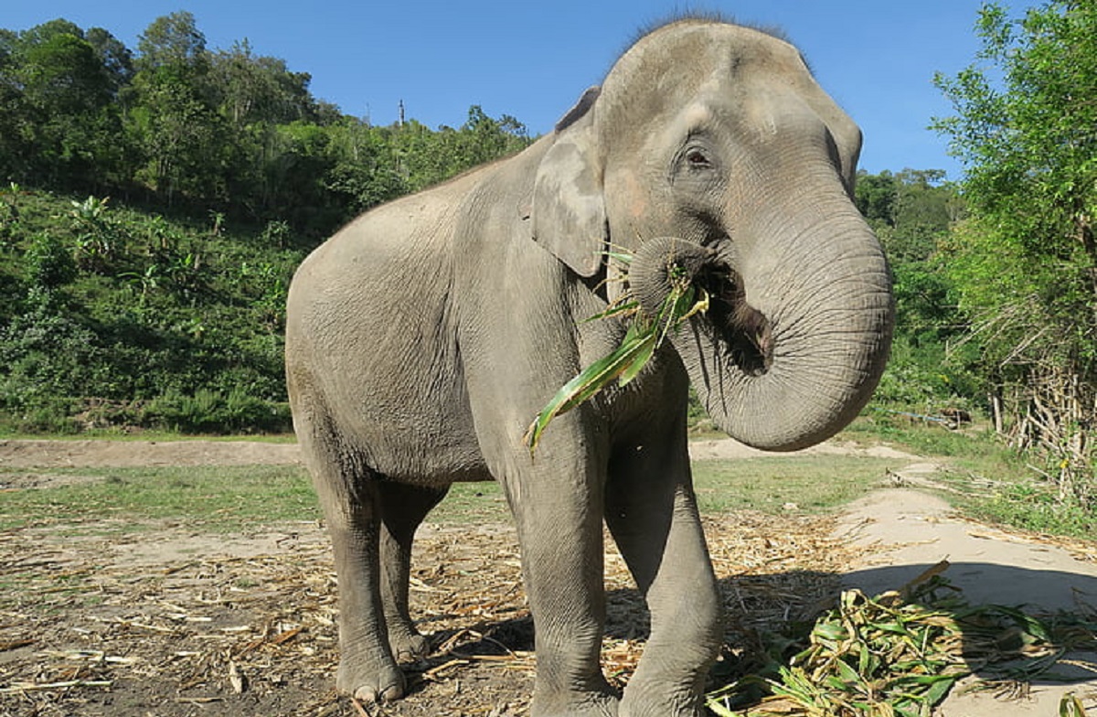 Surprising Facts About Elephants You Need To Know In 2024