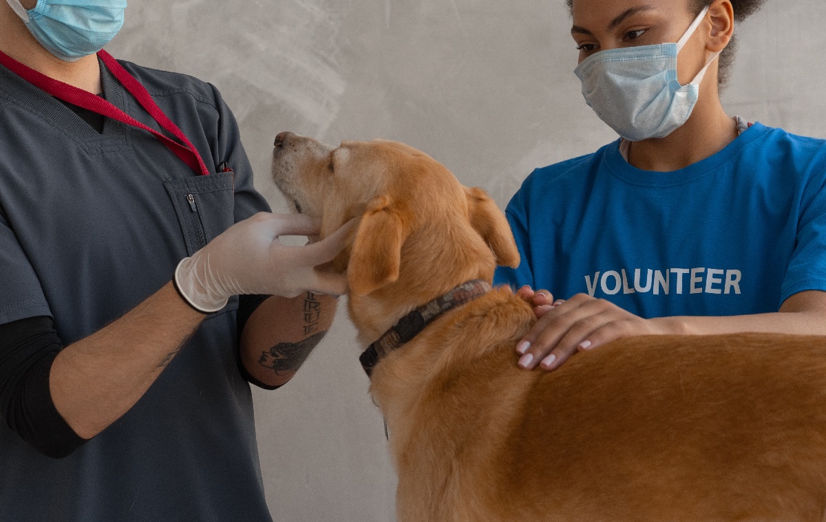 How To Train An Aggressive Dog: Don’t Quit Before Reading It