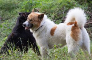 19 Asian Dog Breeds - Celebrating Canine Treasures Of The East