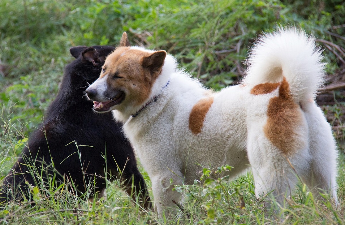 19 Asian Dog Breeds - Celebrating Canine Treasures Of The East