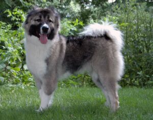 17 Scariest Dog Breeds With A Fierce Reputation
