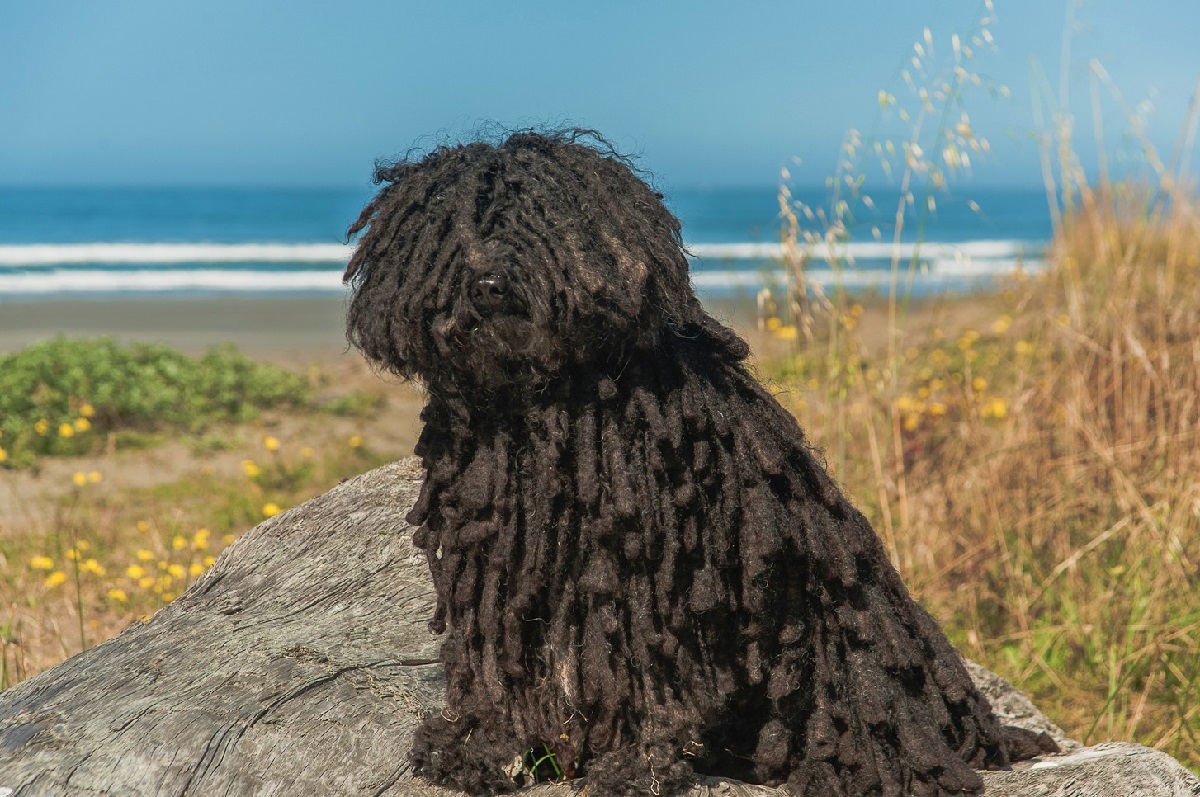 28 Black Dog Breeds That'll Steal Your Heart With Every Bark