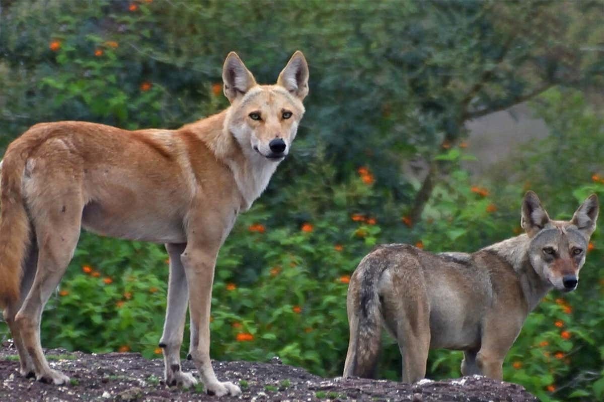 Top 15 Most Aggressive Dog Breeds Of 2024 - Myth Or Reality?