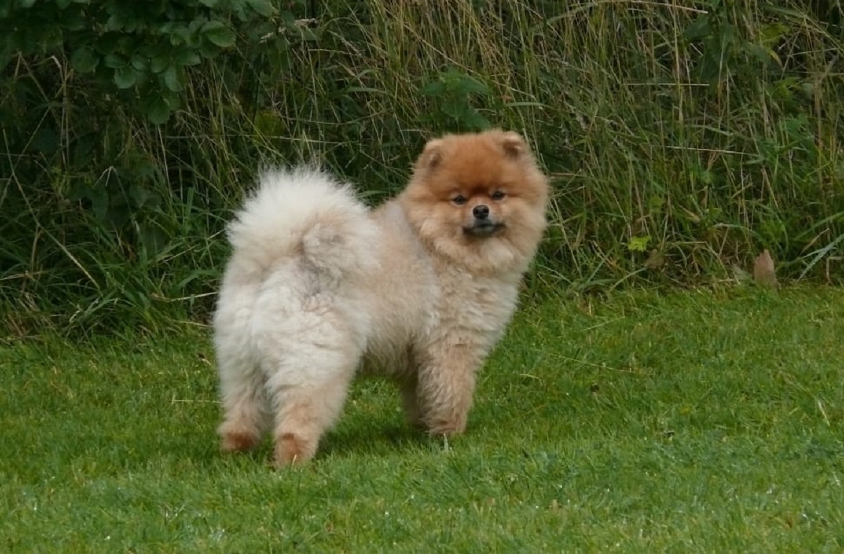 Top 15 Most Aggressive Dog Breeds Of 2024 - Myth Or Reality?