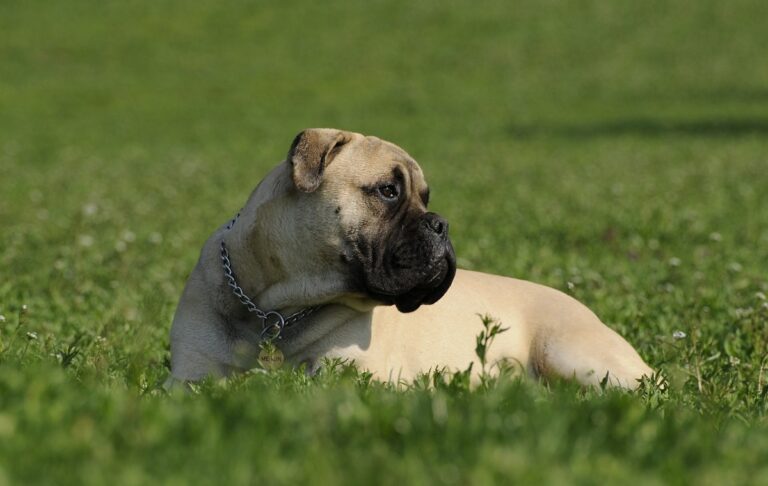 17 Scariest Dog Breeds With A Fierce Reputation