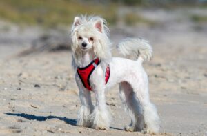 6 Iconic Mexican Dog Breeds - Explore Mexico's Furry Legacy.