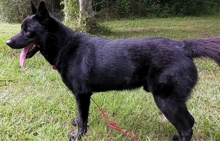6 Iconic Mexican Dog Breeds - Explore Mexico's Furry Legacy.