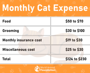 How Much Does A Cat Cost? Guide To Cat's Overall Expenses