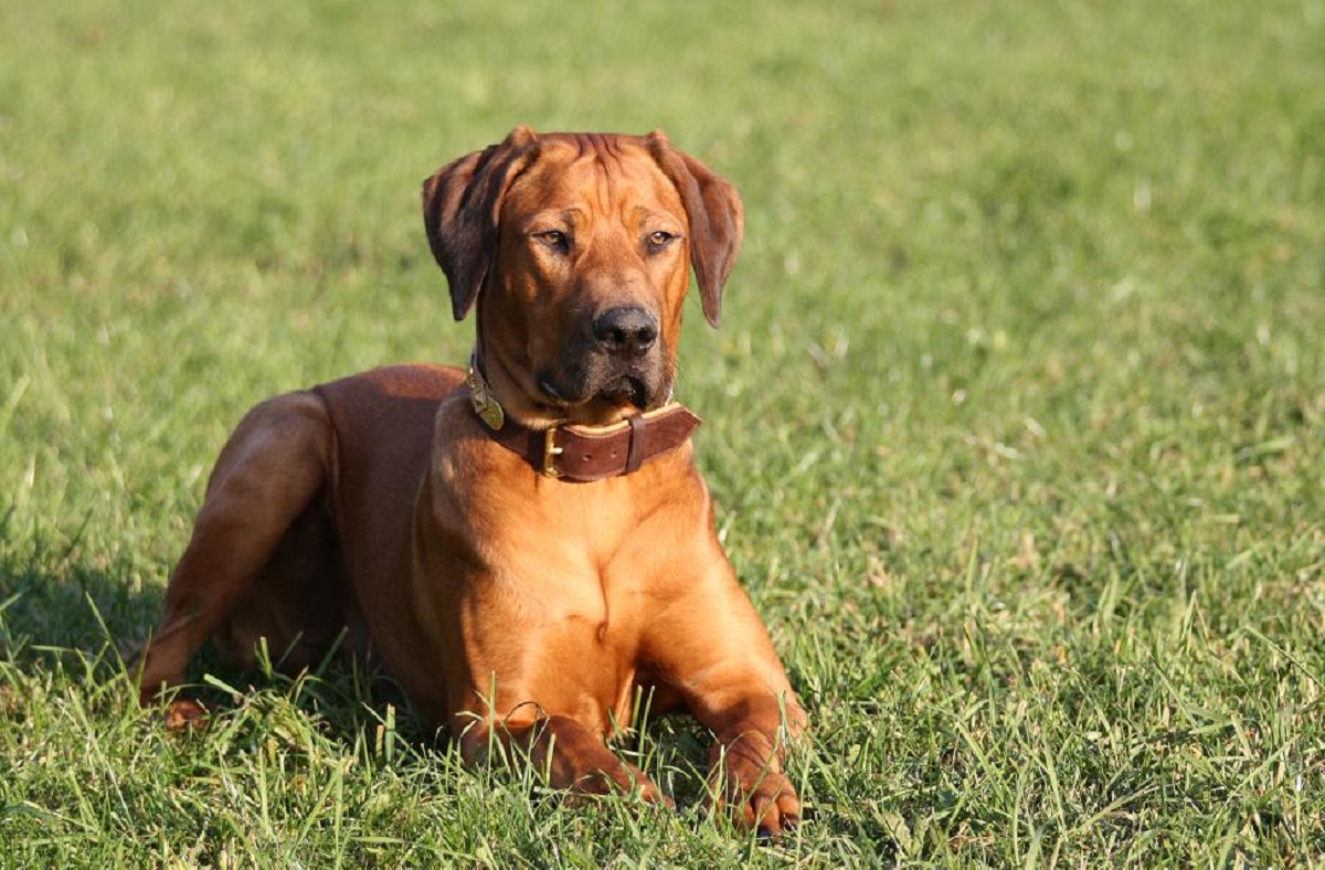 Top 15 Most Aggressive Dog Breeds Of 2024 - Myth Or Reality?