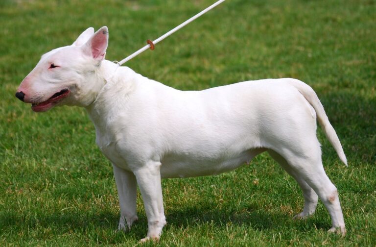 Top 15 Most Aggressive Dog Breeds Of 2024 - Myth Or Reality?