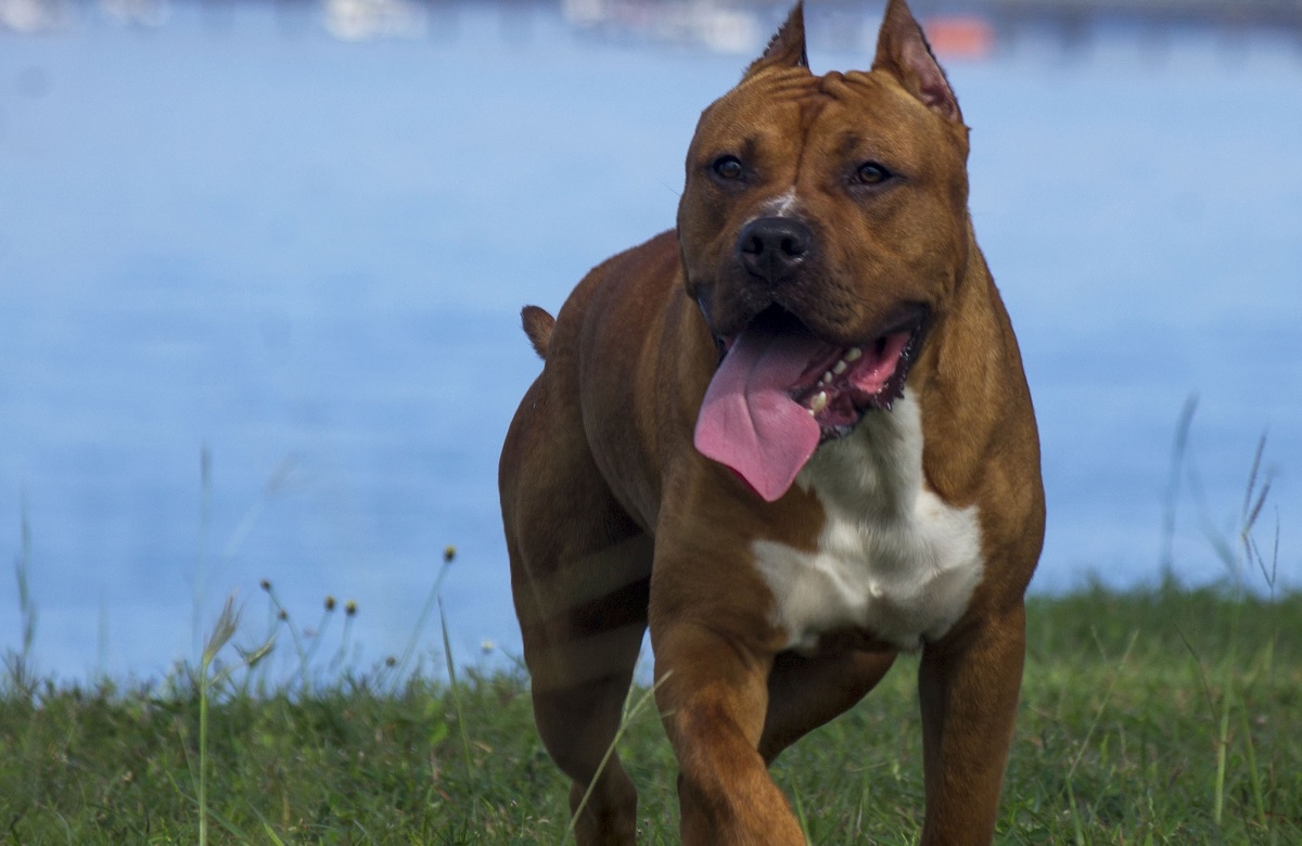 The 15 Most Dangerous Dog Breeds In 2024