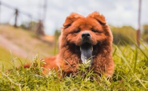 15 Most Expensive Dog Breeds In 2024: Doggy A-List