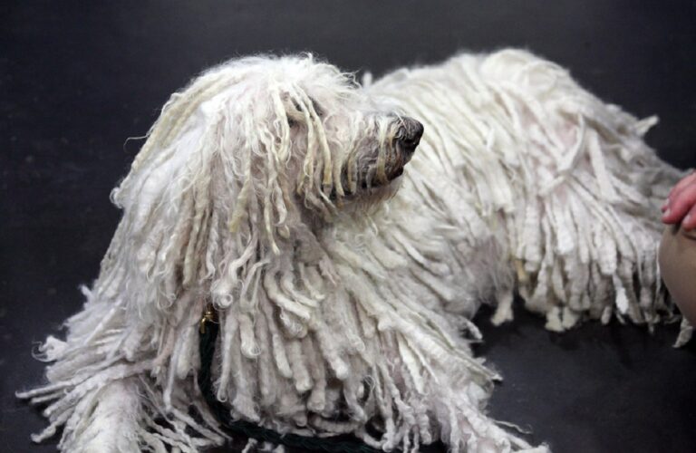 Top 15 Ugly Dogs: A Look At The Ugliest Dog Breeds
