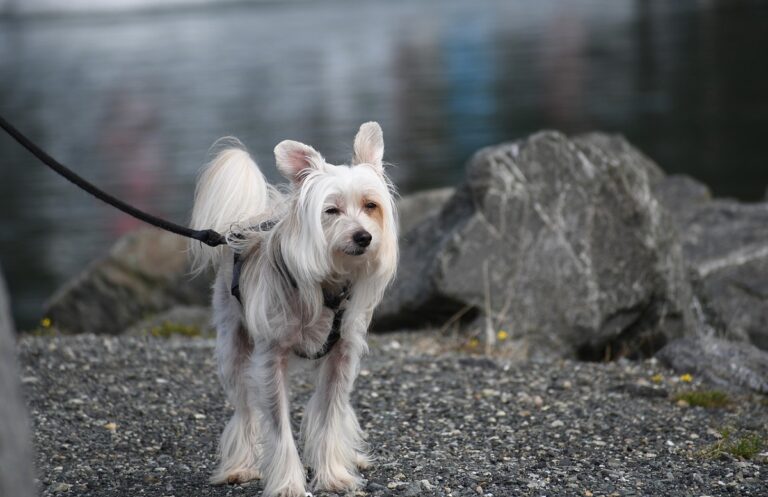 Top 15 Strange & Weird Dog Breeds That You've Never Heard Of