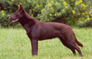 19 Ravishing Red Dog Breeds - That Stand Out In The Crowd!!