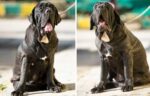 28 Black Dog Breeds That'll Steal Your Heart With Every Bark