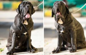 28 Black Dog Breeds That'll Steal Your Heart With Every Bark