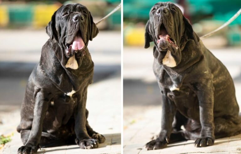 28 Black Dog Breeds That'll Steal Your Heart With Every Bark
