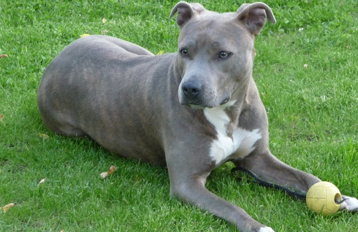 Exploring Various Types Of Pitbulls: Beyond The Stereotypes