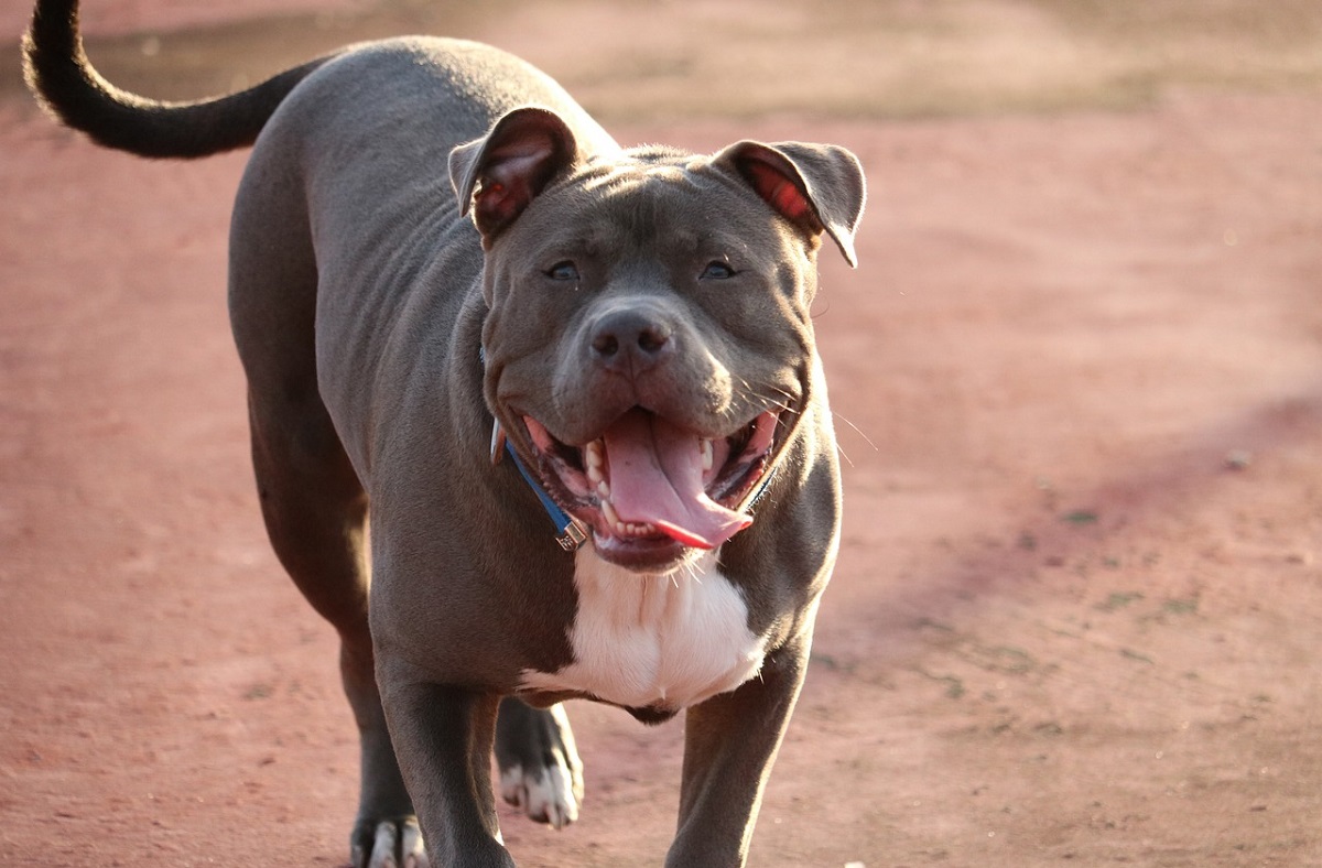 400 Pit Bull Names: From Strong To Sweet, We've Got Them All