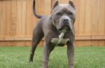 Exploring Various Types Of Pitbulls: Beyond The Stereotypes