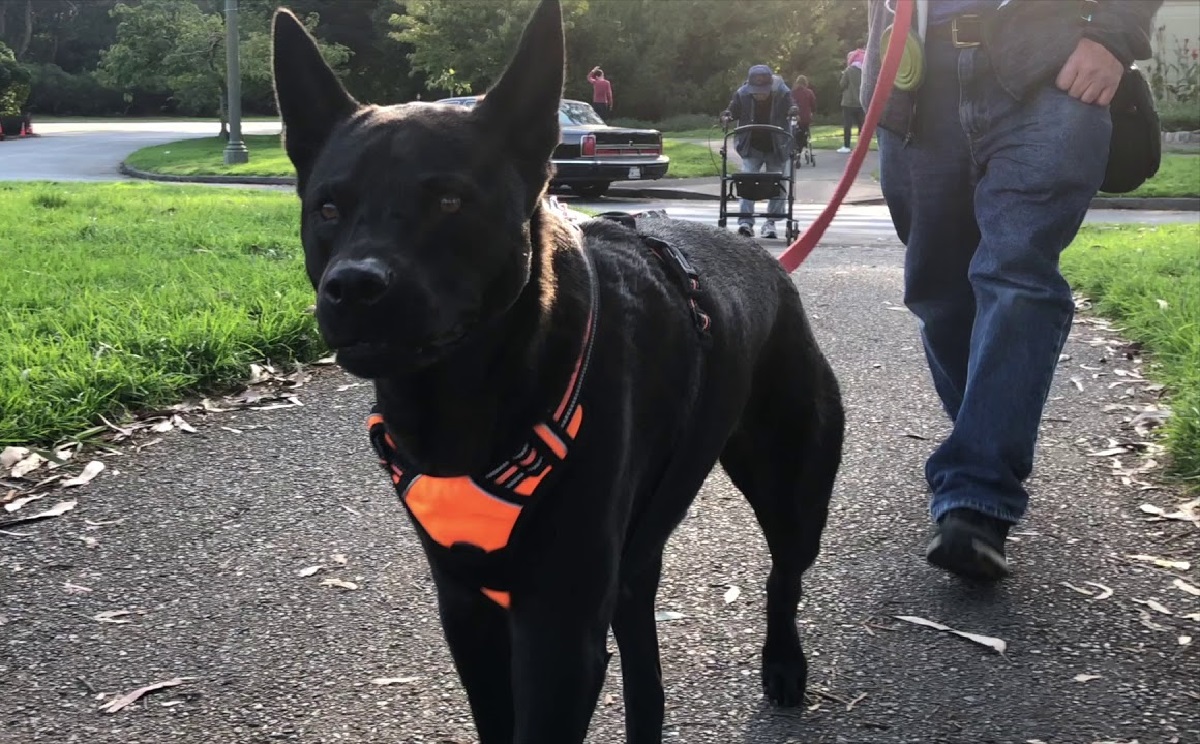 29 Pitbull Mixed Breeds (With Pictures)