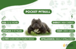 Pocket Pitbull Dog Breed - Cute Companion Among Small Pitbulls