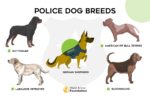 14 Popular Police Dog Breeds That Help Law Enforcement
