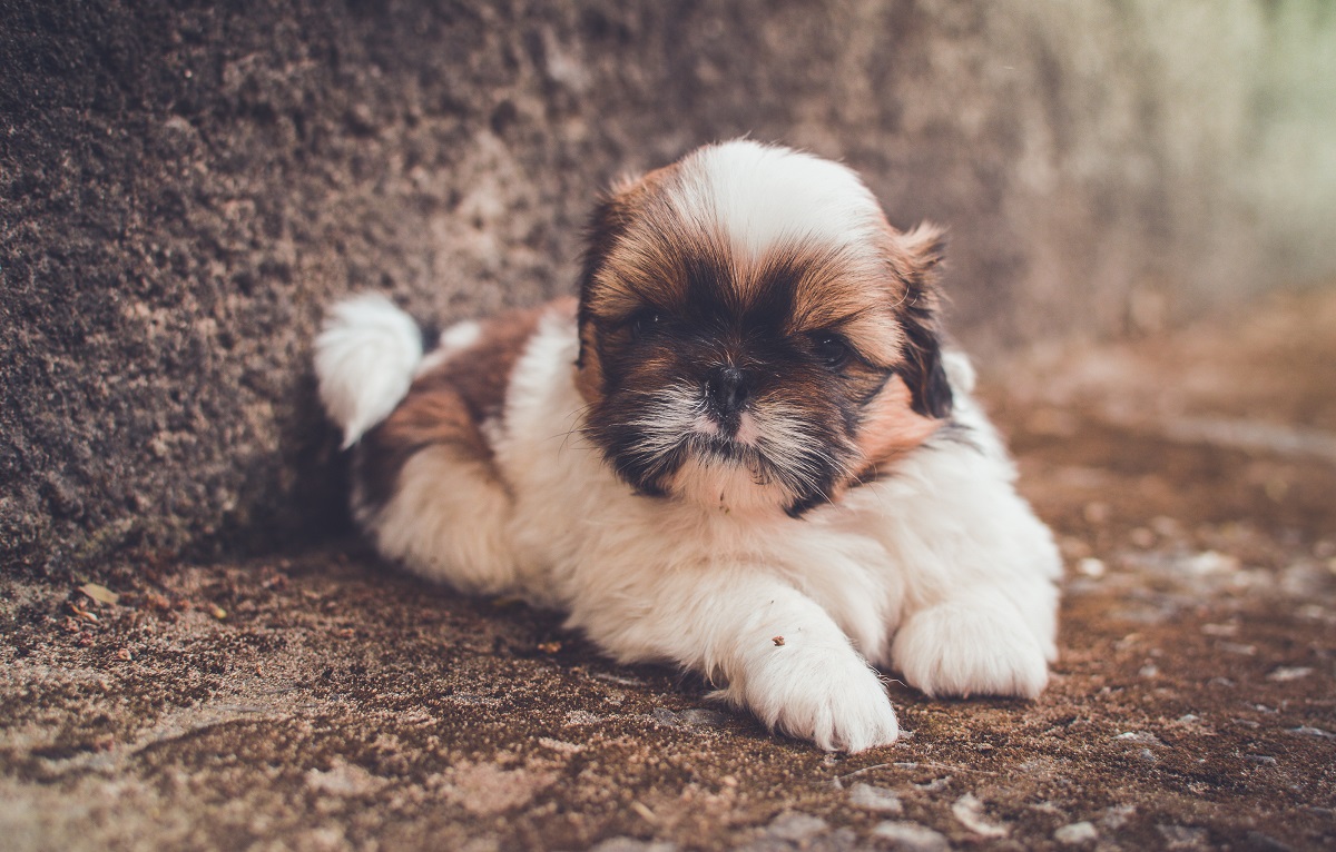 The Magic Of Cute Dog Breeds That Bring Pure Joy To Our Lives