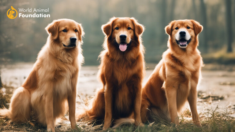 19 Ravishing Red Dog Breeds - That Stand Out In The Crowd!!