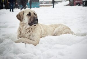 17 Scariest Dog Breeds With A Fierce Reputation