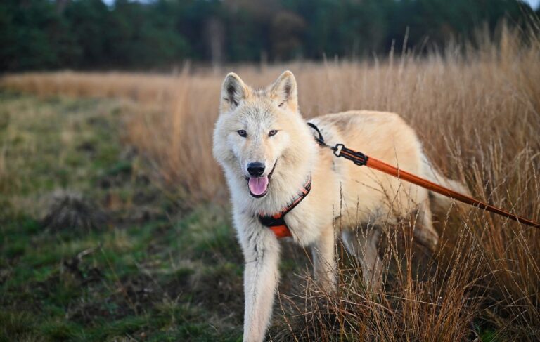 17 Scariest Dog Breeds With A Fierce Reputation