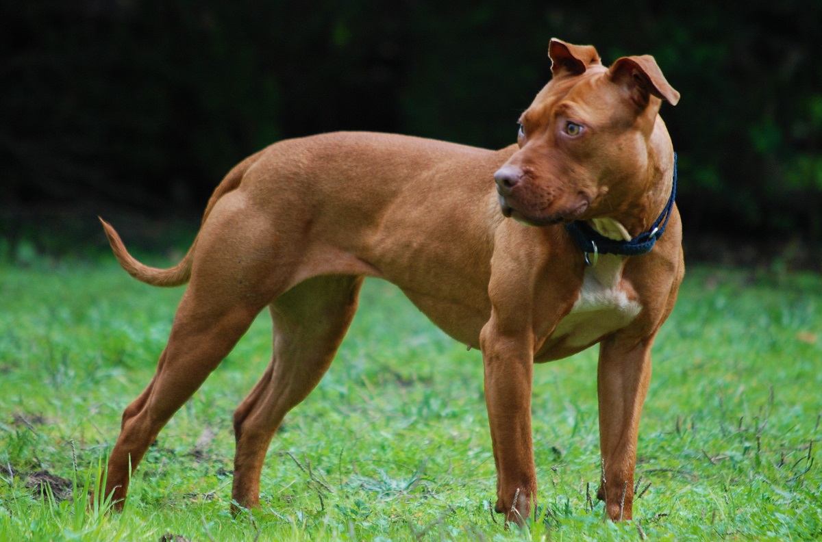 17 Scariest Dog Breeds With A Fierce Reputation