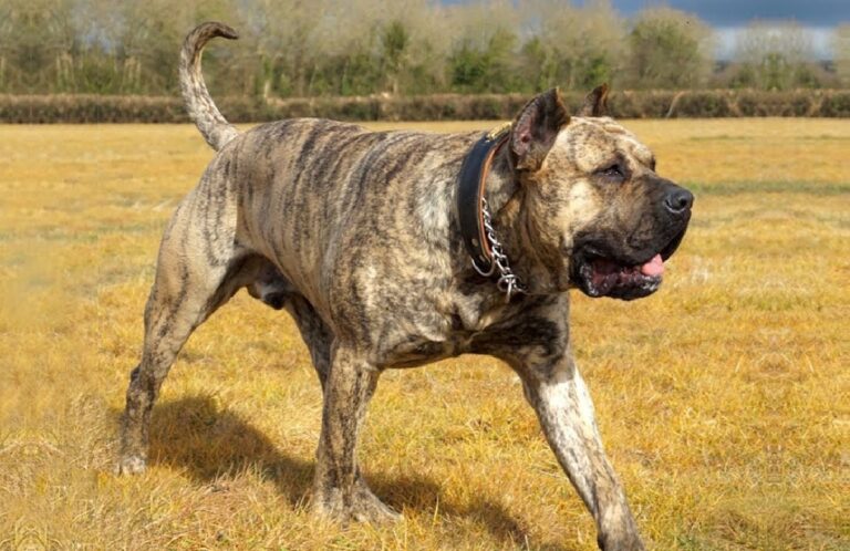 17 Scariest Dog Breeds With A Fierce Reputation