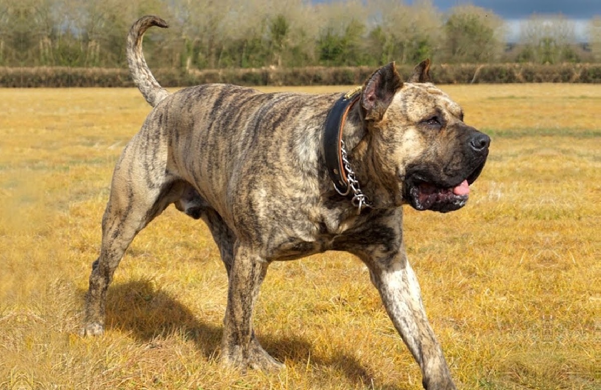 17 Scariest Dog Breeds With A Fierce Reputation - TOP DOG SITE