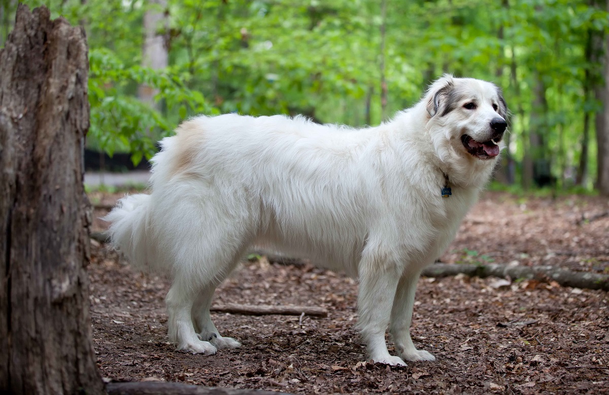 16 Big Fluffy Dog Breeds: You Can't Resist Cuddling These Fluffballs
