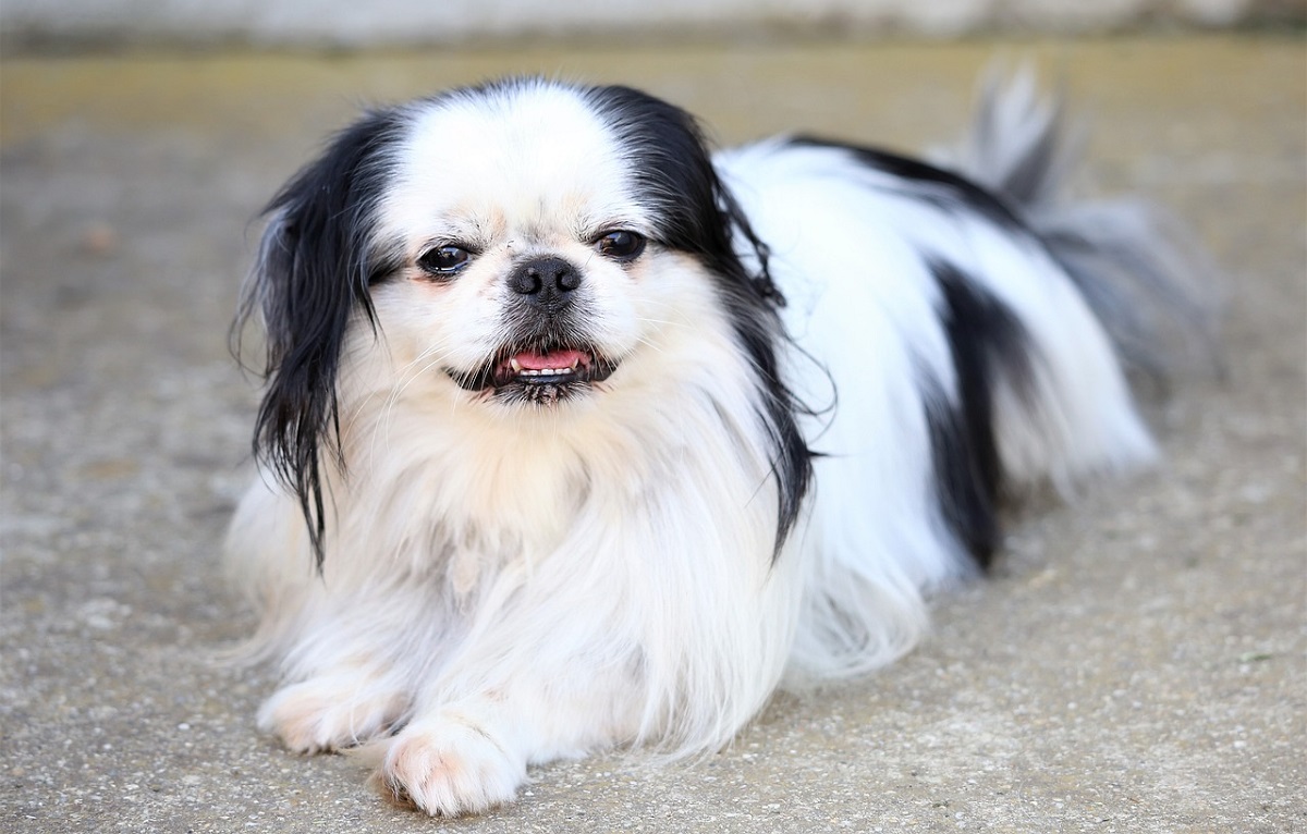 13 Adorable Chinese Dog Breeds That Capture Hearts At Home!