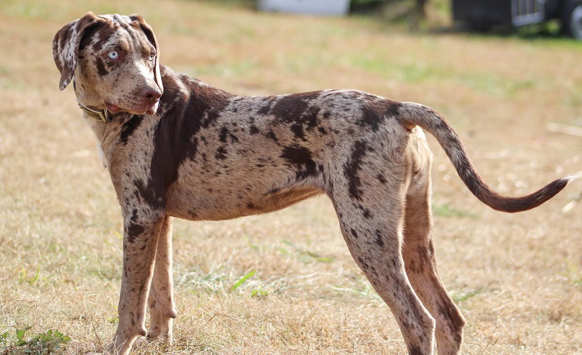 17 Mesmerizing Dog Breeds With Blue Eyes That’ll Enchant You
