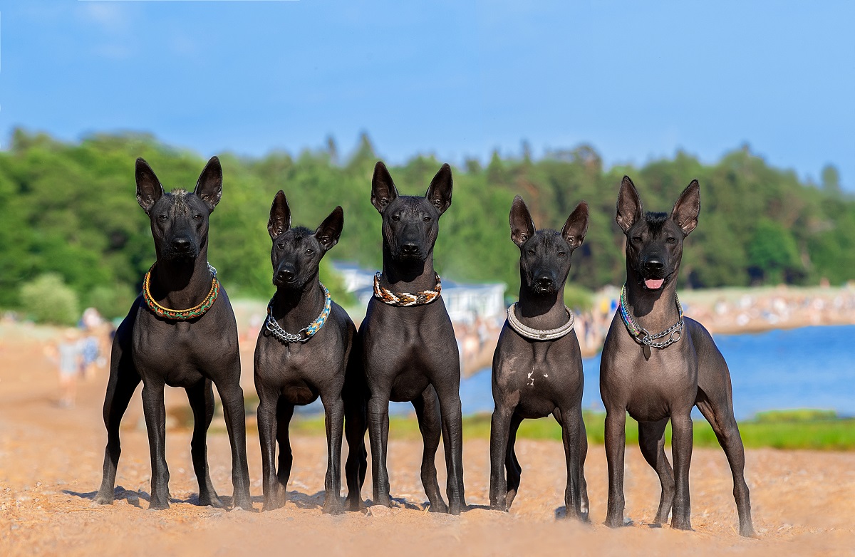 Top 15 Strange & Weird Dog Breeds That You've Never Heard Of