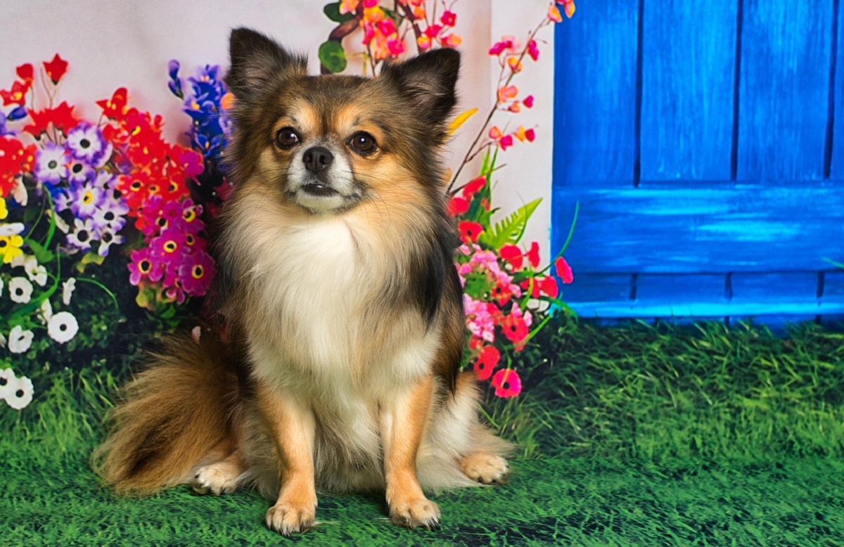 13 Adorable Dumbest Dog Breeds You'll Love: Beyond IQ Scale